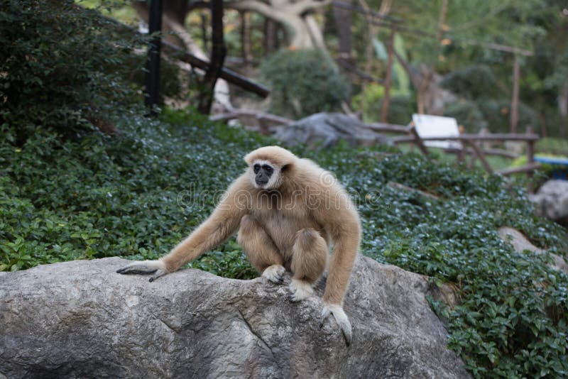 Monkey on a stone stock photo. Image of monkey, pets - 95372038