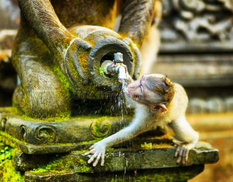 Monkey in a Stone Temple. Bali Island, Indonesia Stock Photo - Image of ...