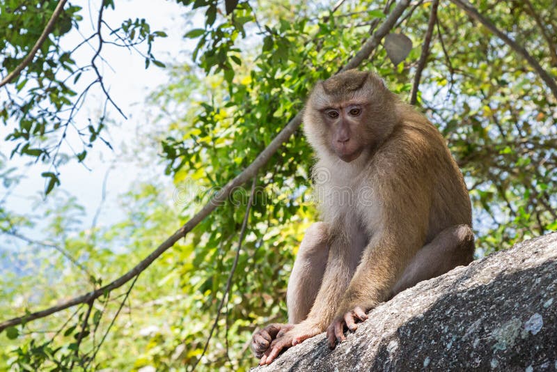 Monkey on a Stone in Thailand, Asia Stock Photo - Image of stone ...