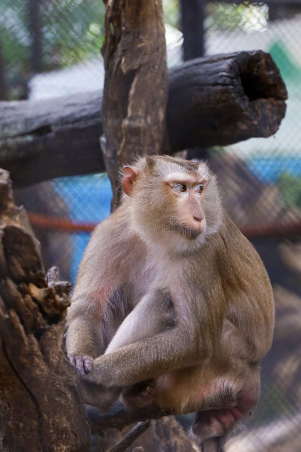 The Monkey Stop on Big Branch Tree Stock Photo - Image of climbing ...