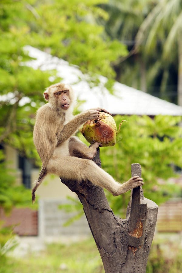 Monkey store coconut stock image. Image of nature, wild - 24859513