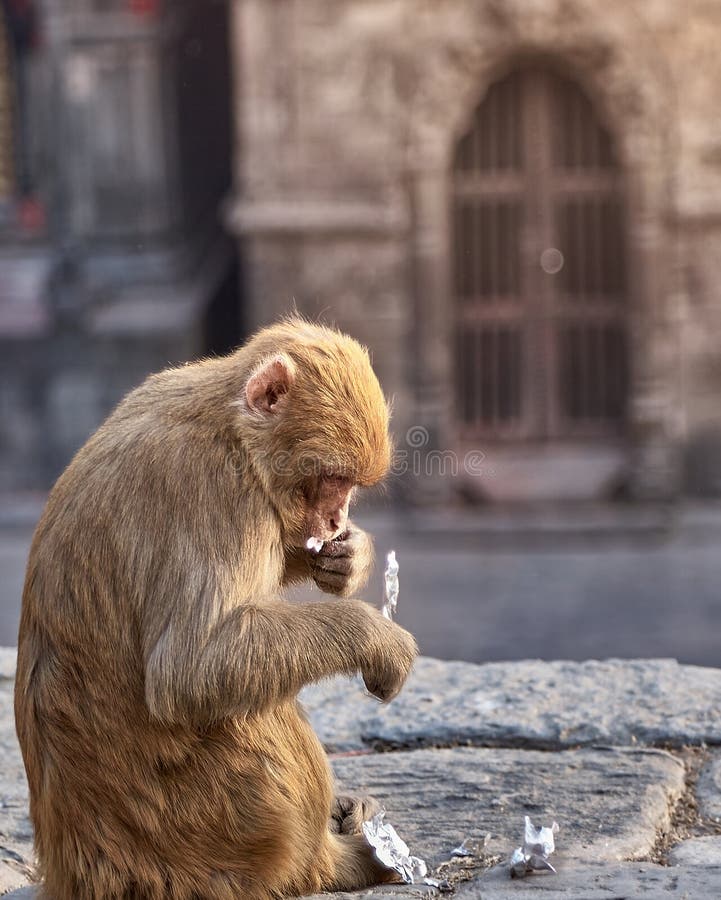 Monkey in the city. stock image. Image of attraction - 178401769