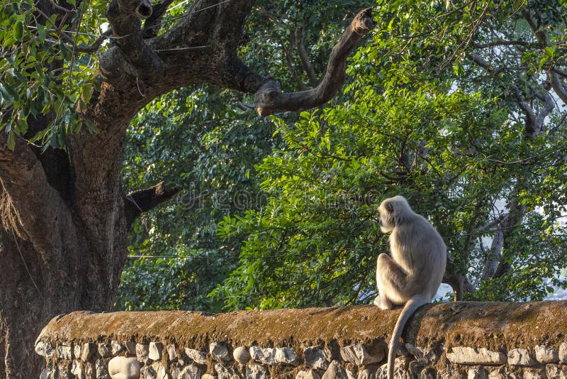 Monkey on the Street of Rishikesh Stock Photo - Image of asia, life ...