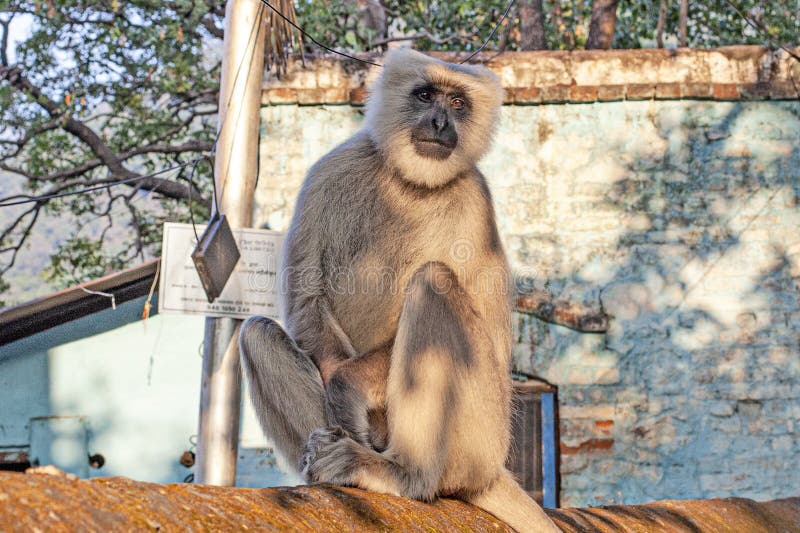 Monkey on the Street of Rishikesh Stock Photo - Image of monkey ...