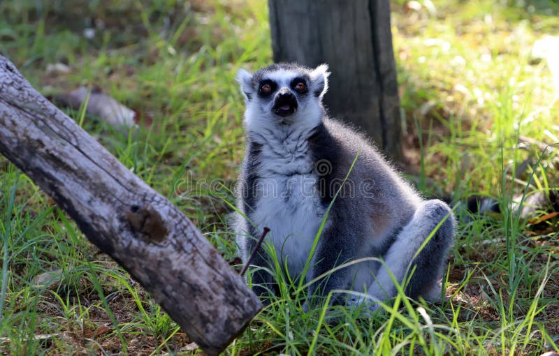 The Monkey Lives in a Zoo in Israel. Stock Image - Image of forest ...