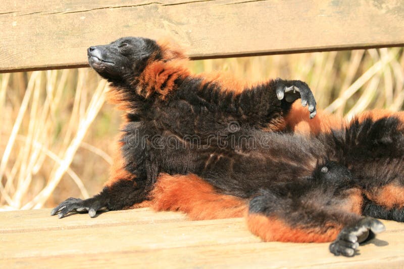 Monkey in the sun stock image. Image of exposing, sweet - 10259011