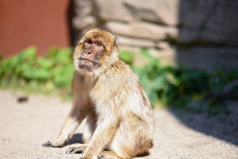 186 Monkey Looking Right Stock Photos - Free & Royalty-Free Stock ...
