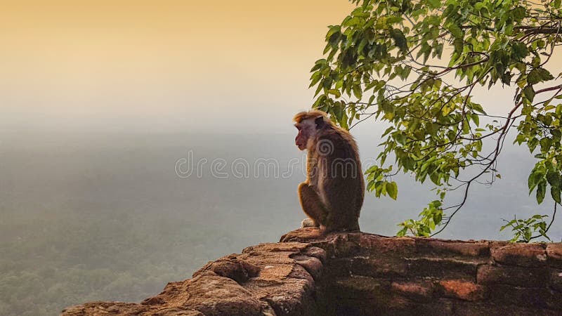 Monkey and sundown stock photo. Image of evening, animal - 144463460