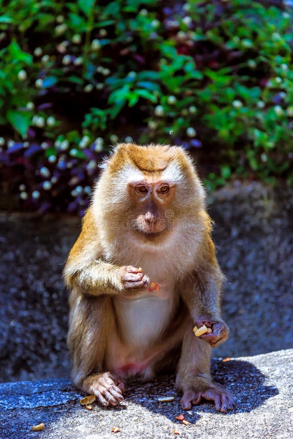 Monkey at Sunny Day at Monkey Hill Stock Photo - Image of portrait ...