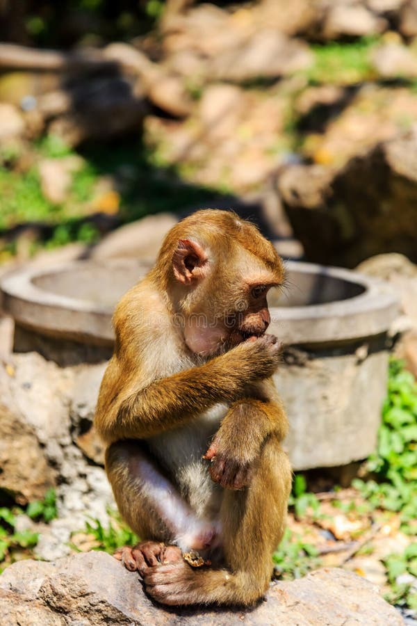 Monkey at Sunny Day at Monkey Hill Stock Image - Image of tropical ...