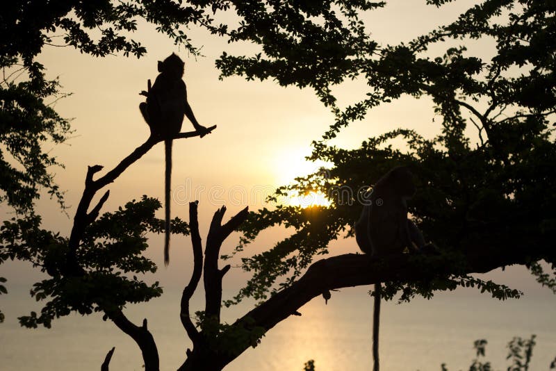 Monkey on Sunset stock image. Image of beauty, branch - 20989177