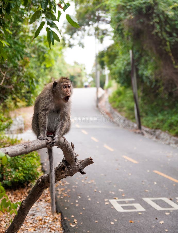 Monkey with a Surprise Face Expression Stock Image - Image of looking ...