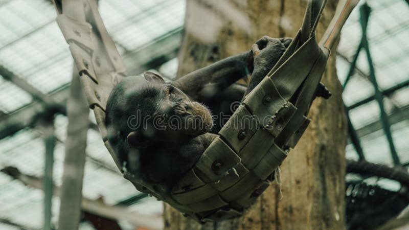 Monkey Suspended in Midair within a Metal Cage Stock Image - Image of ...