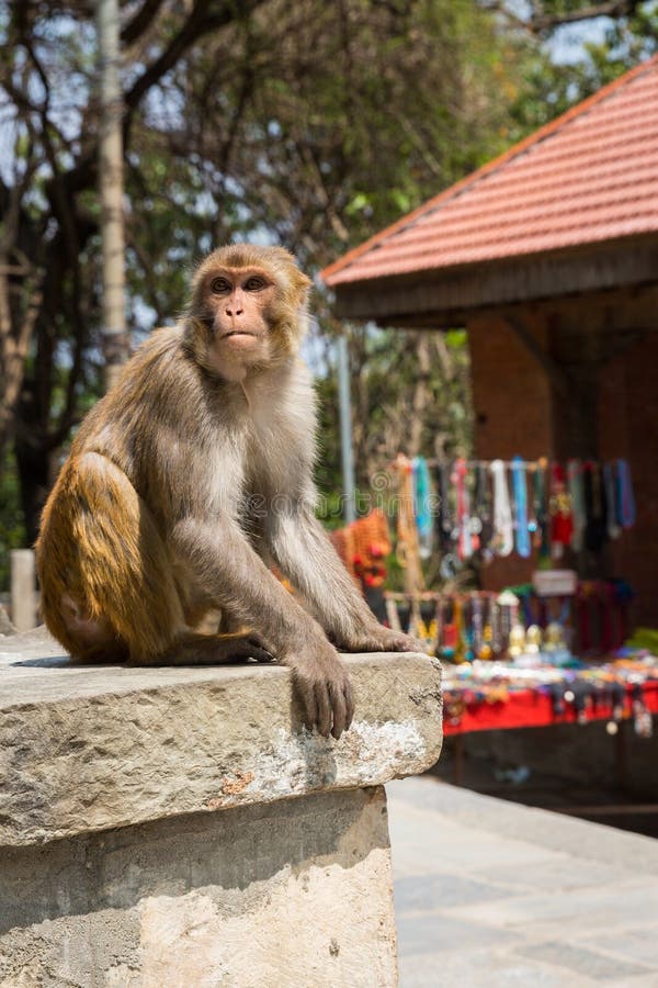 Monkey stock image. Image of tourism, asia, ancient, pray - 53427887