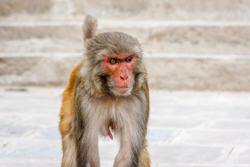 Monkey at the Swayambunath Temple, Kathmandu, Nepal Stock Image - Image ...