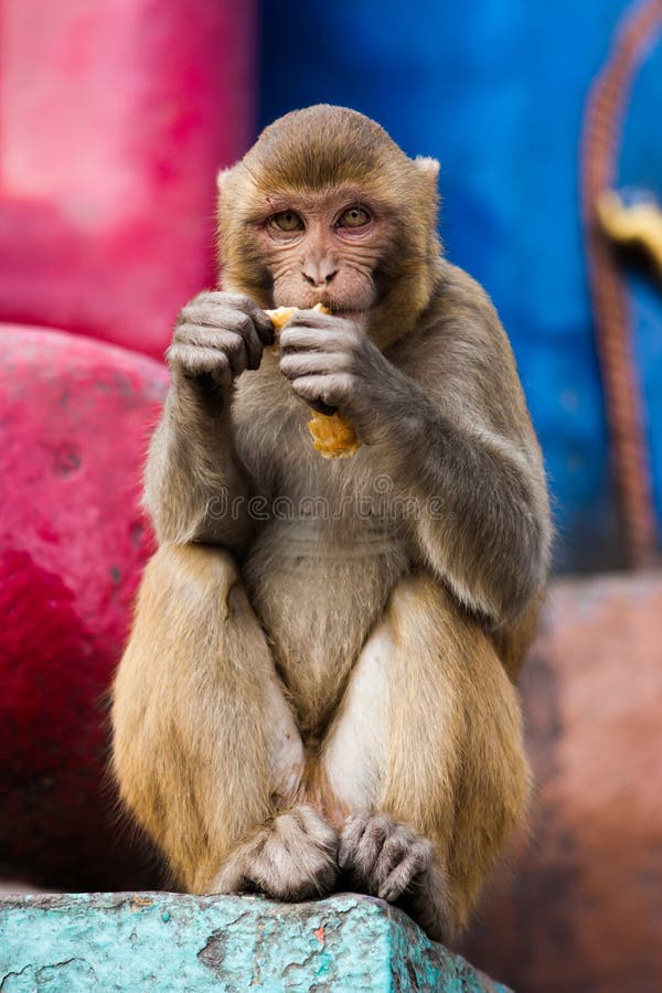 Monkey at the Swayambunath Temple, Kathmandu, Nepal Stock Photo - Image ...