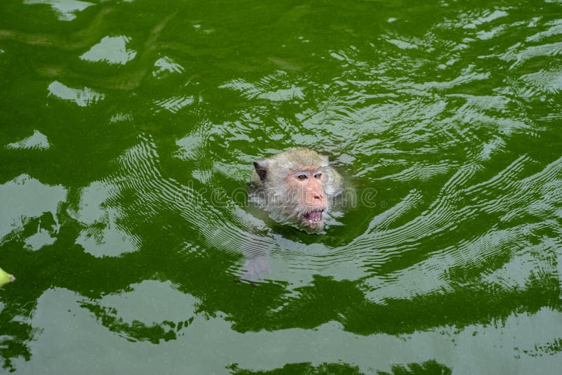 A monkey is swimming. stock image. Image of ducks, background - 256657939