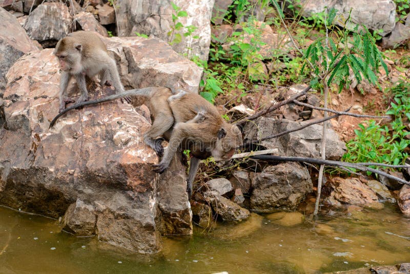 A Monkey is Swimming in Reservoir Stock Photo - Image of background ...