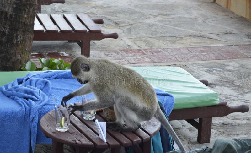 Monkey on the Table in Kenya Stock Photo - Image of expression, drink ...