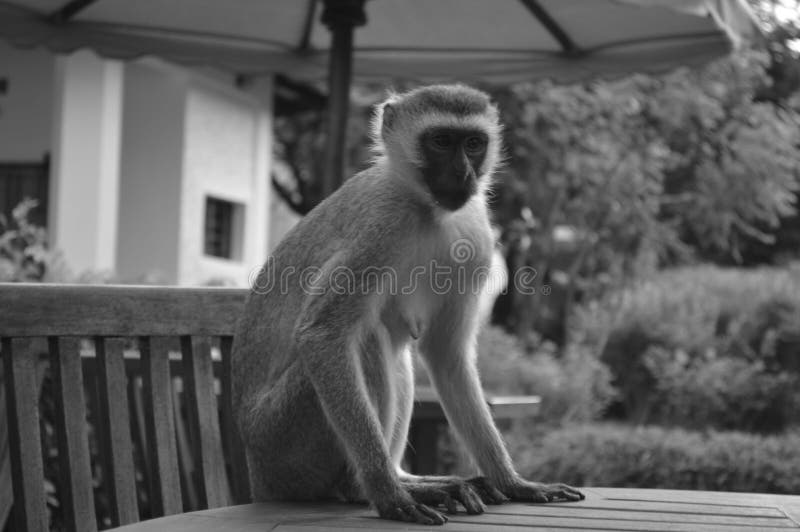 Monkey on the table stock image. Image of delta, kenia - 98085189