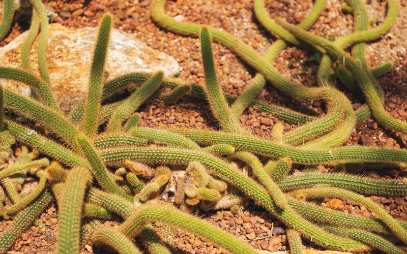 Monkey Tail Cactus Or Cleistocactus Winteri In Botanic Garden Stock ...