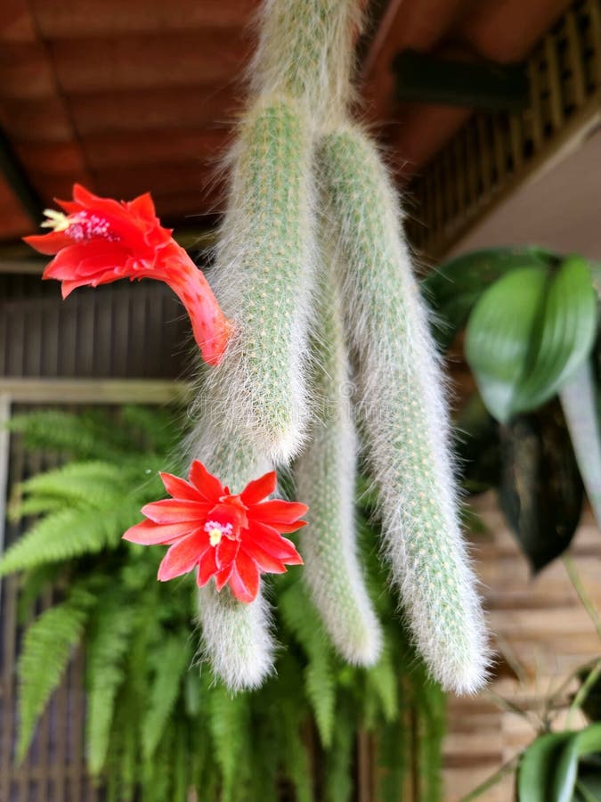 Monkey Tail Plant Blooming at the Entrance of the House. Stock Photo ...