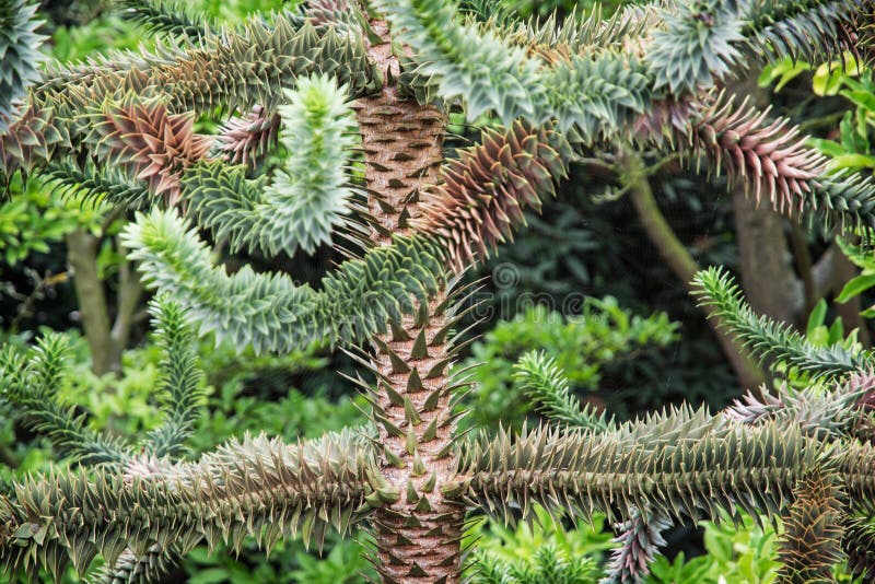 459 Monkey Tail Tree Araucaria Araucana Stock Photos - Free & Royalty ...