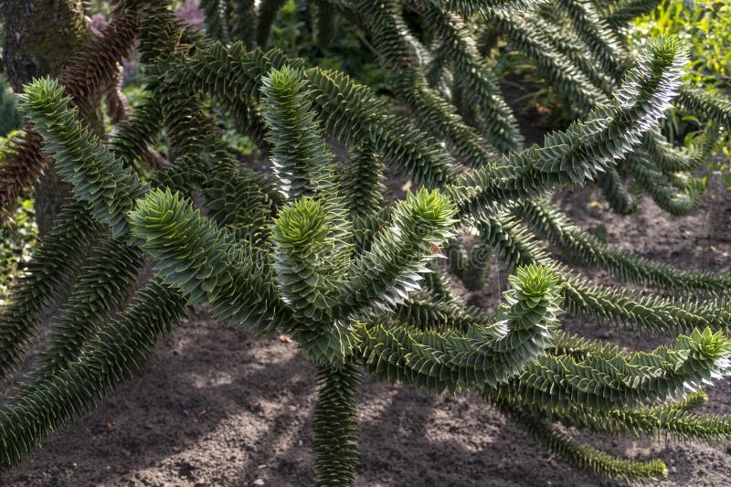 Monkey Tail Tree with Spiny, Curved Branches Stock Photo - Image of ...