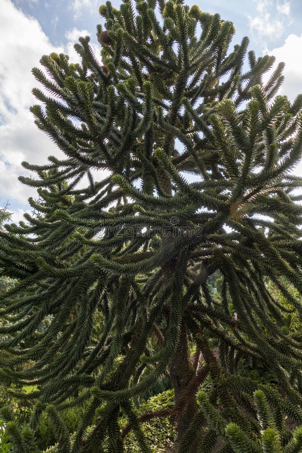 Monkey Tail Tree with Spiny, Curved Branches Stock Photo - Image of ...