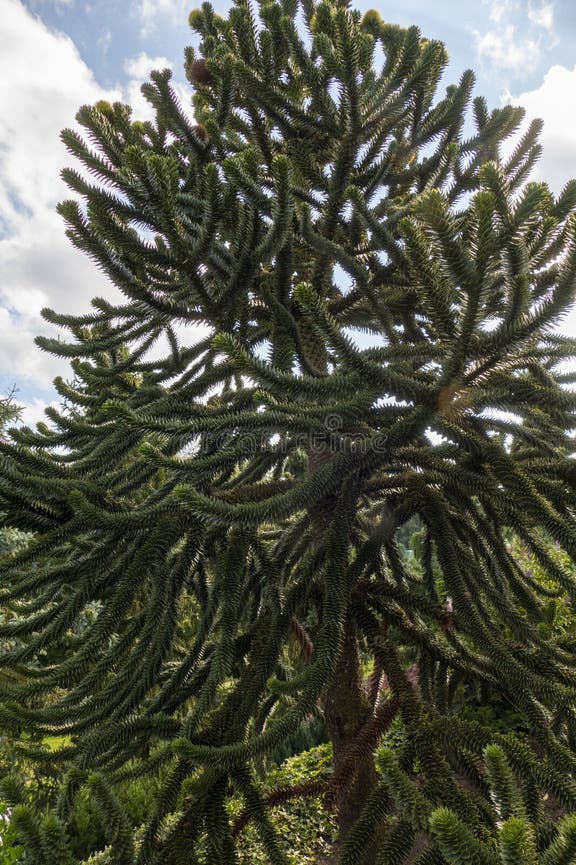 Monkey Tail Tree with Spiny, Curved Branches Stock Photo - Image of ...