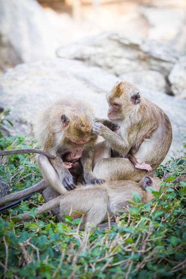 Monkey and the cub stock image. Image of hairy, small - 39683515