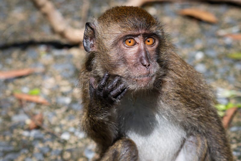 Monkey Take a Sunbathe at Natural Forest. Stock Image - Image of relax ...