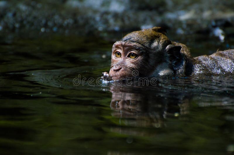 Monkey takes a bath stock image. Image of mirror, wild - 80544865