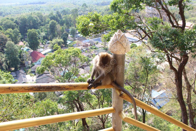 Monkey stock photo. Image of rest, sunny, wildlife, temple - 81896326