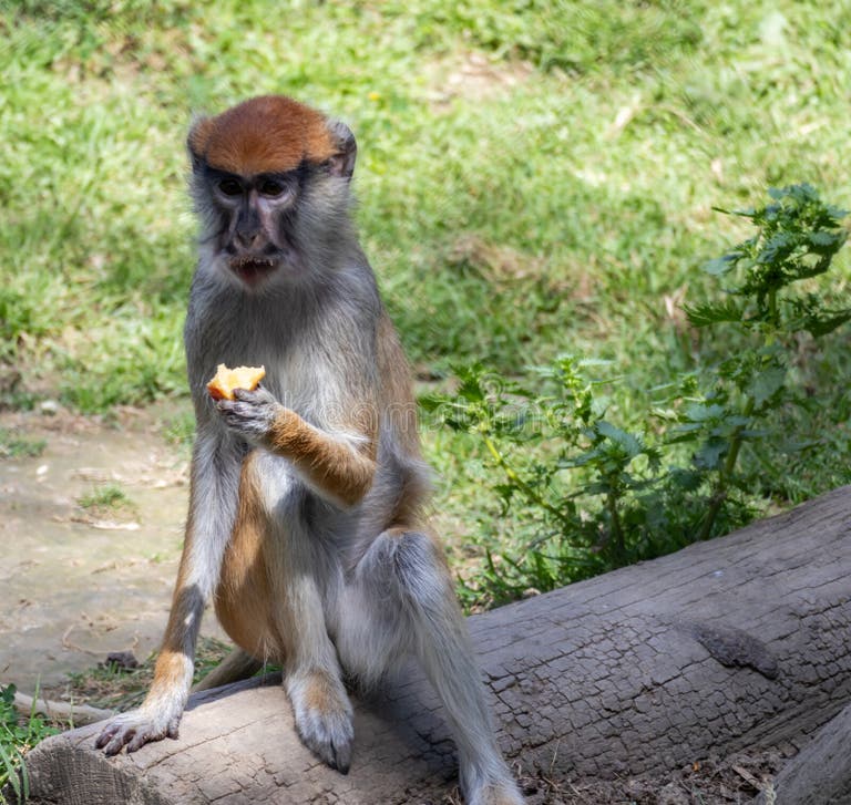 The Monkey Takes a Snack Break Sitting on a Log As a Bench Stock Photo ...