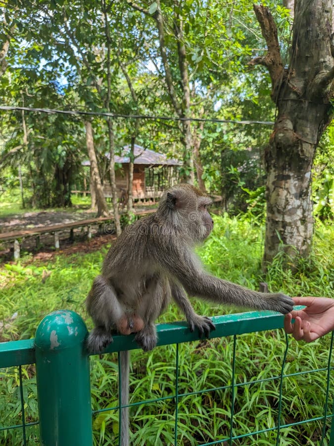 A monkey taking food stock photo. Image of monkey, liar - 360080896