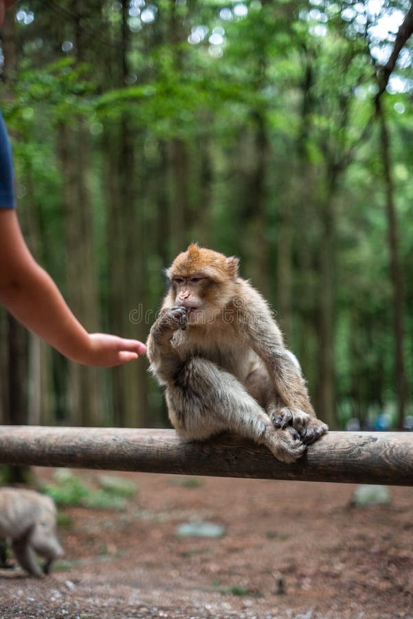 Monkey Taking Food from Human Hand Woman Feeding Monkey Forest Germany ... Monkey Taking Food from Human Hand Woman Feeding Monkey Forest Germany ...