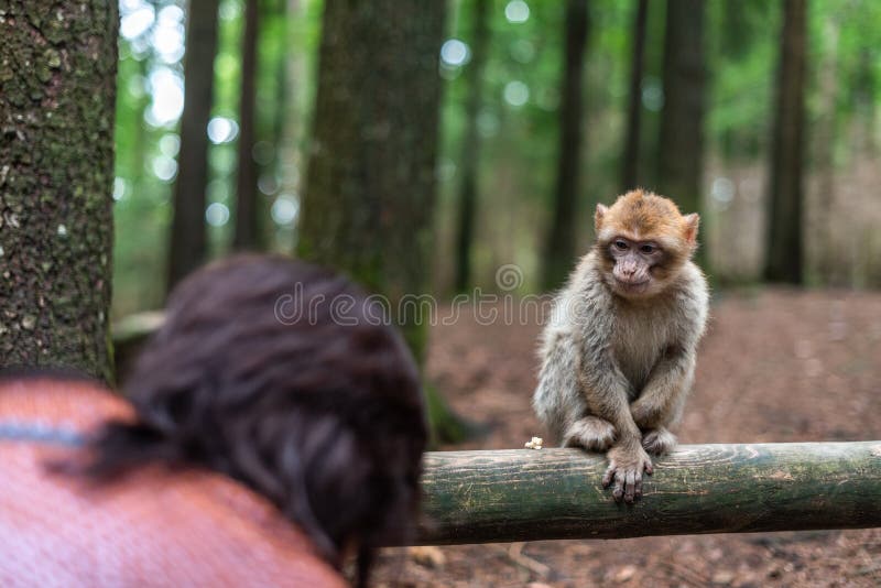Monkey Taking Food from Human Hand Woman Feeding Monkey Forest Germany ... Monkey Taking Food from Human Hand Woman Feeding Monkey Forest Germany ...