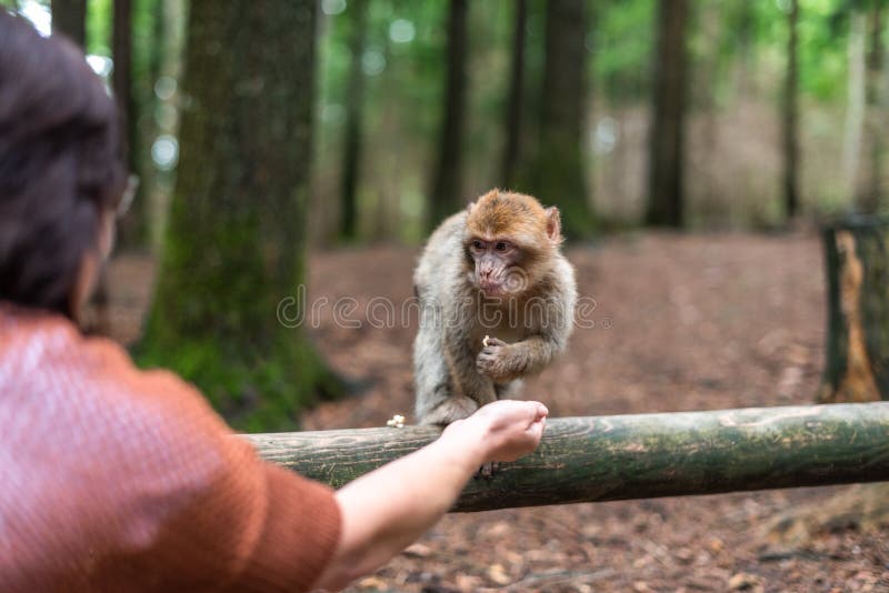 Monkey Taking Food from Human Hand Woman Feeding Monkey Forest Germany ...