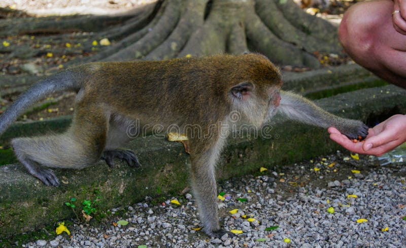 Monkey Taking Food from Human`s Hand,monkey in Cage Stock Image - Image ... Monkey Taking Food from Human`s Hand,monkey in Cage Stock Image - Image ...