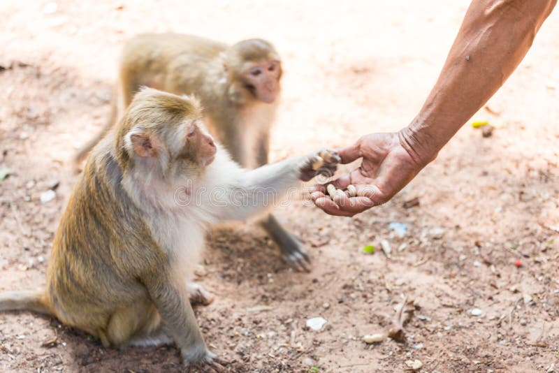 Monkey Taking Food from Human`s Hand Stock Photo - Image of single ...