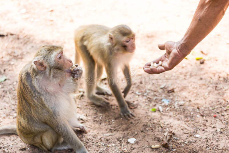 Monkey Taking Food from Human`s Hand Stock Image - Image of human ...