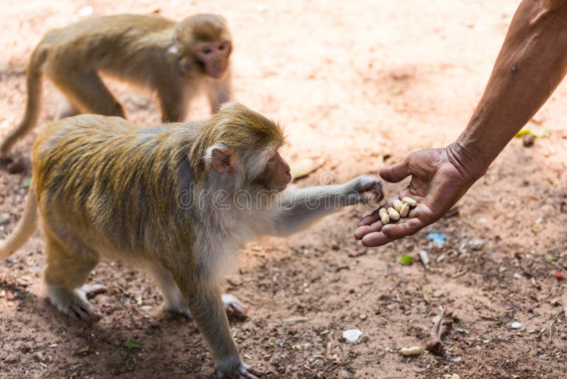 Monkey Taking Food from Human`s Hand Stock Image - Image of beautiful ...