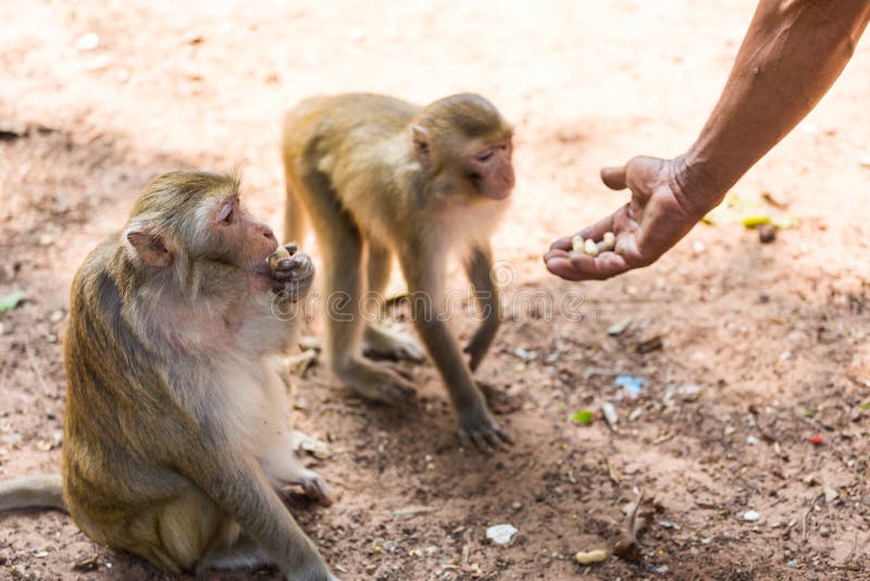 Monkey Taking Food from Human`s Hand Stock Photo - Image of natural ...
