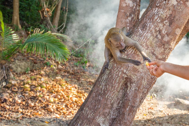 Monkey Taking Food from Human`s Hand, People Feeding Monkey at the ...