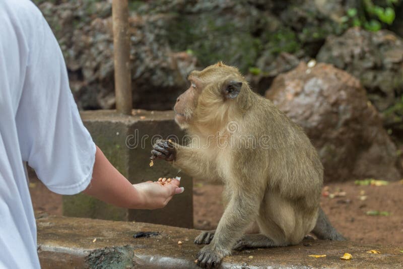 Monkey Taking Food from Human`s Hand, People Feeding Monkey at the ... Monkey Taking Food from Human`s Hand, People Feeding Monkey at the ...