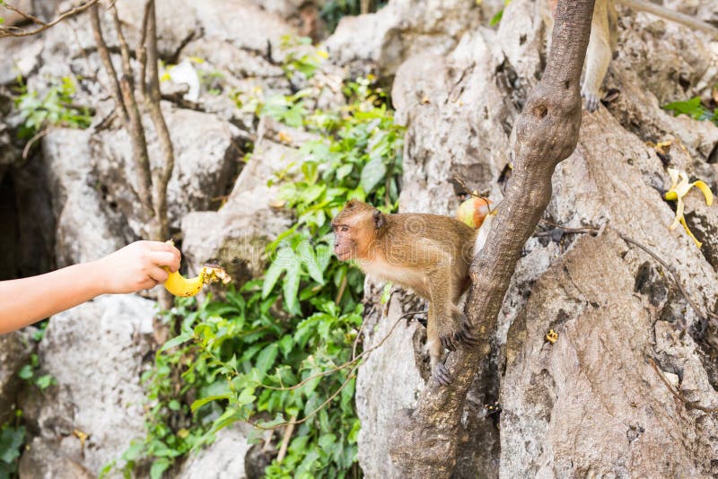 Monkey taking a selfie stock photo. Image of monkey, happy - 96717784