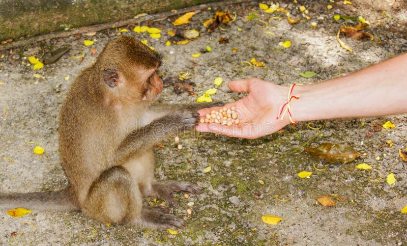 Monkey Taking Food from Human`s Hand Stock Image - Image of monkey ...