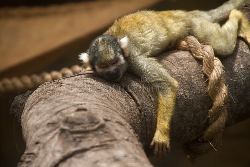 Monkey taking a nap stock image. Image of amazing, taking - 88538405