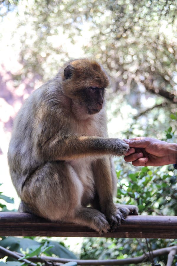 168 Monkey Reaching Stock Photos - Free & Royalty-Free Stock Photos ...